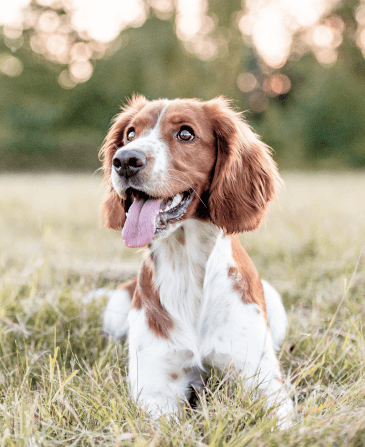 [TITLE]- Responsible Pet Breeders (RPB)