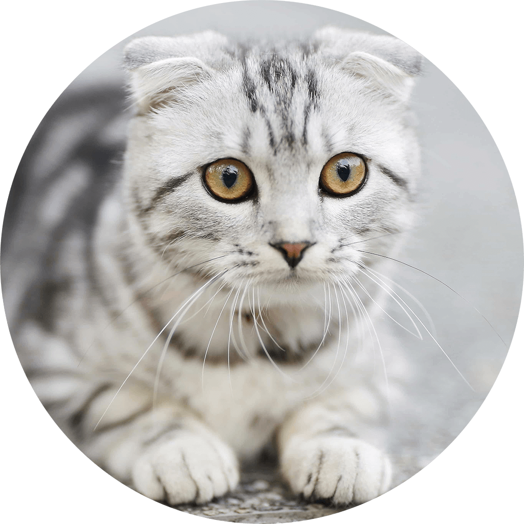 Registered Cat Breeders Membership - Responsible Pet Breeders