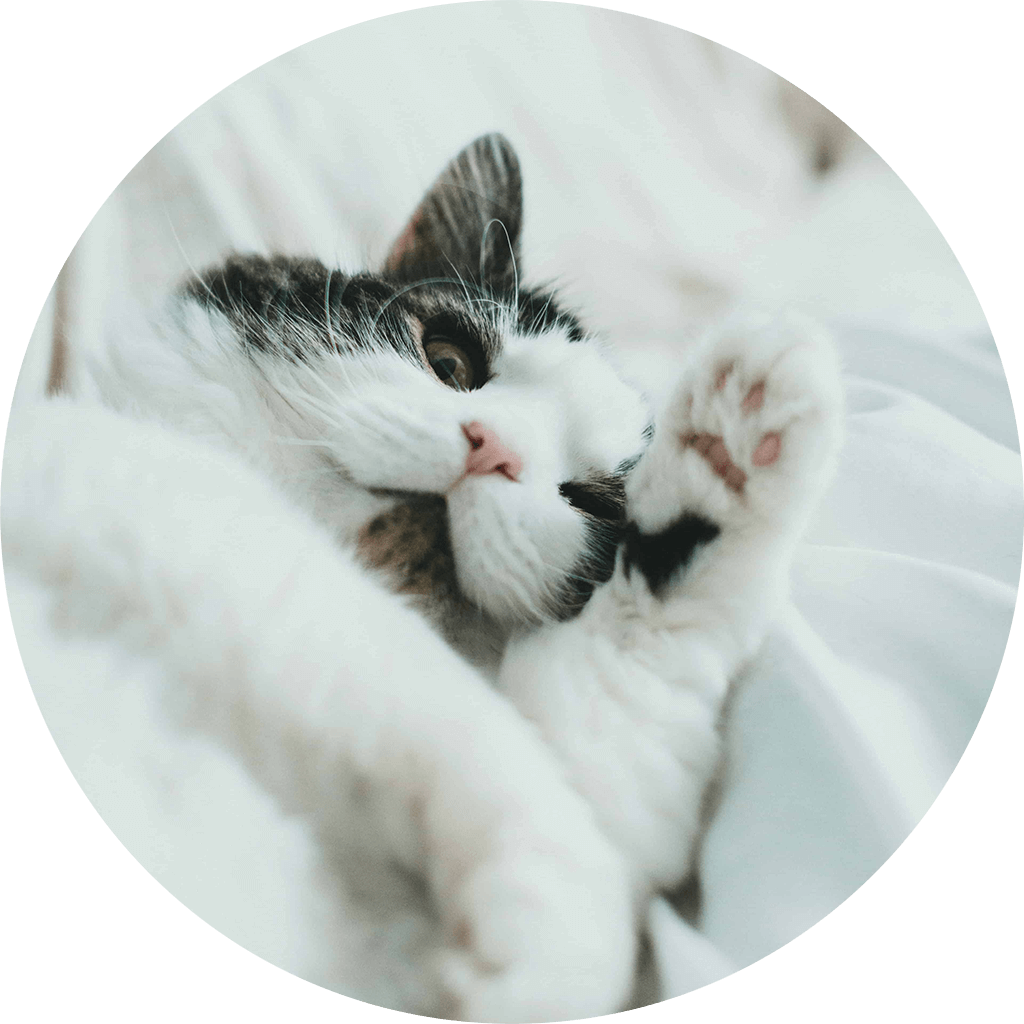 Registered Cat Breeders Membership - Responsible Pet Breeders