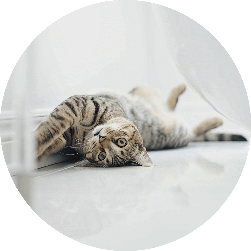 Registered Cat Breeders Membership - Responsible Pet Breeders