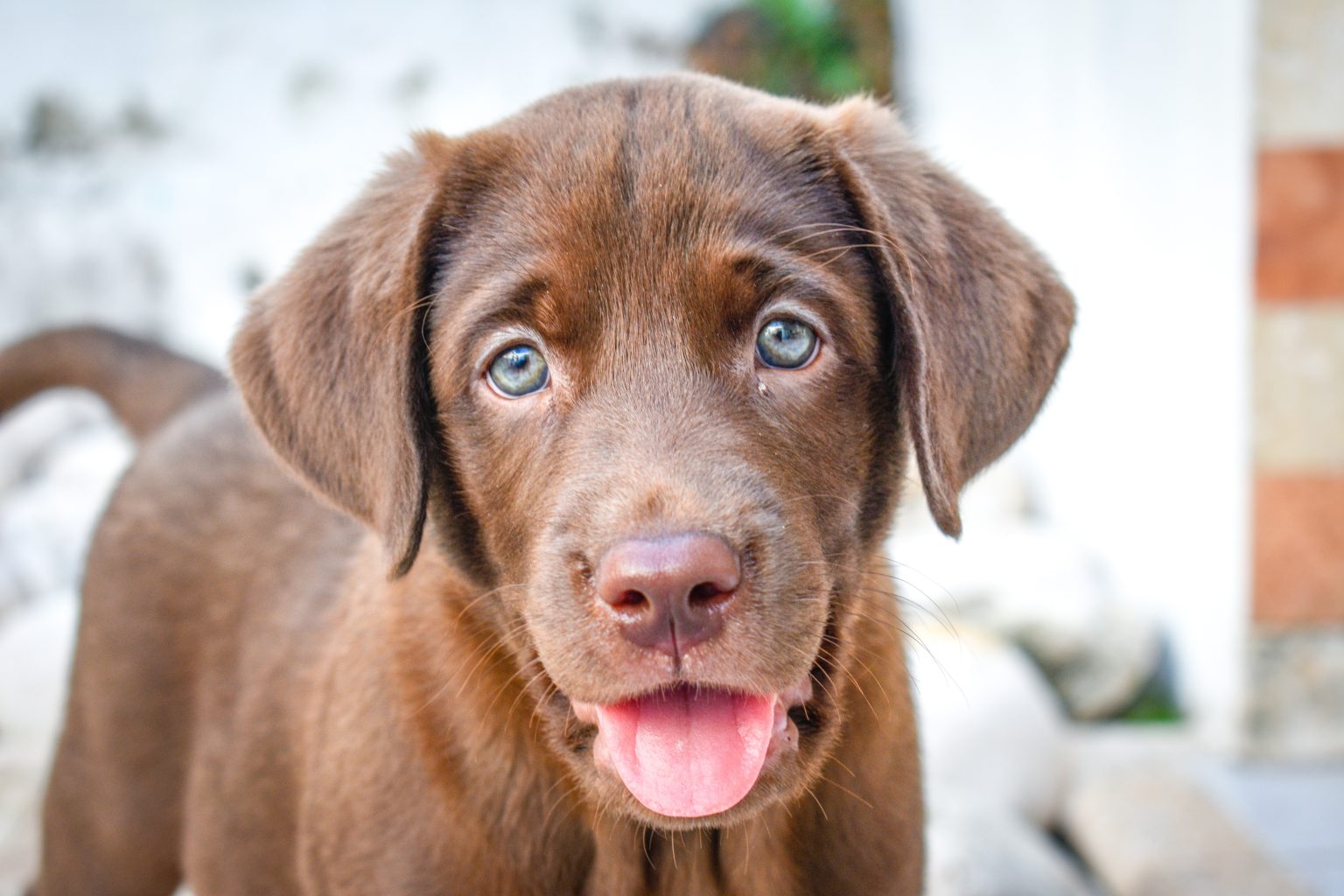 Labrador Retriever Breed Guide - Responsible Pet Breeders Australia