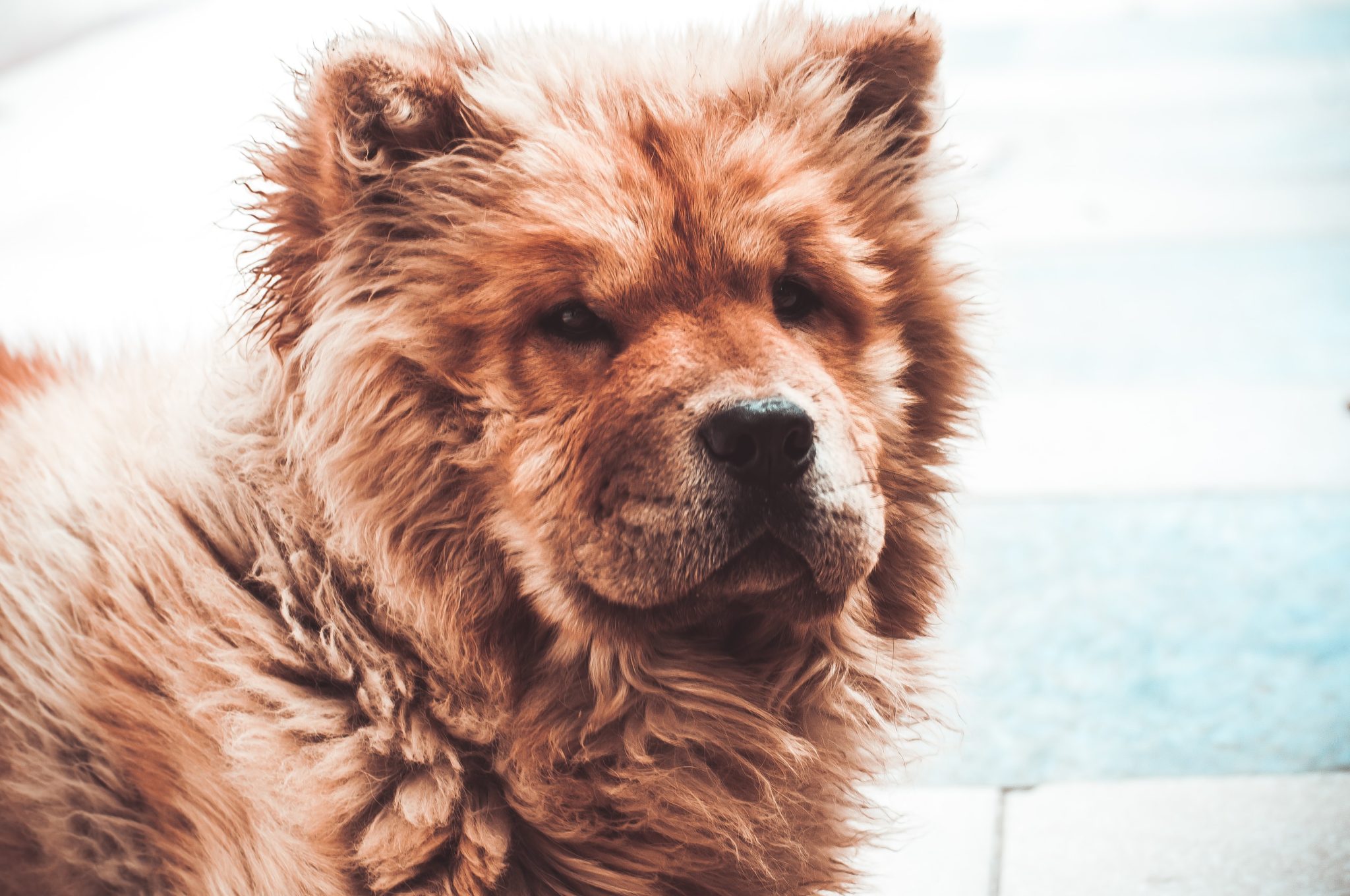 Chow Chow Dog Breed Guide - Responsible Pet Breeders Australia