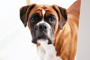 Boxer Breed Guide - Responsible Pet Breeders Australia