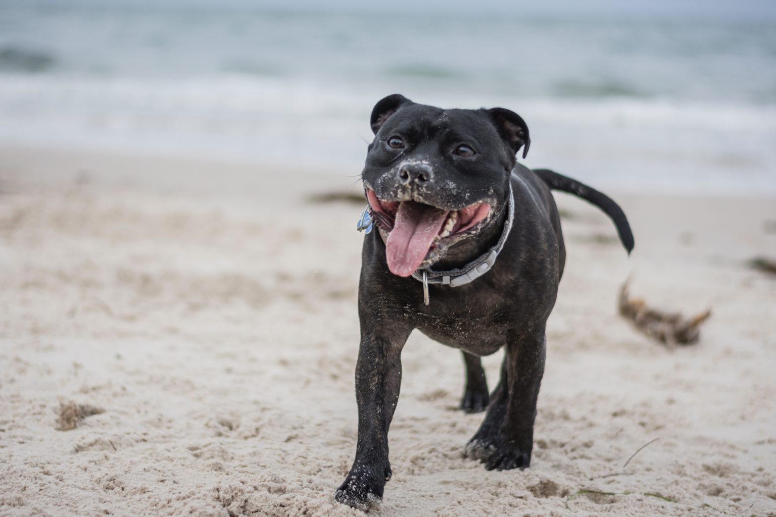 Staffy Breed Guide - Responsible Pet Breeders Australia