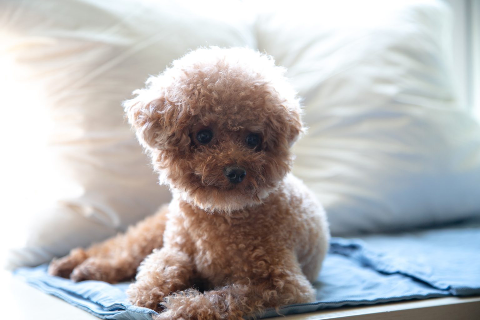 Poodle Dog Breed Guide - Responsible Pet Breeders Australia