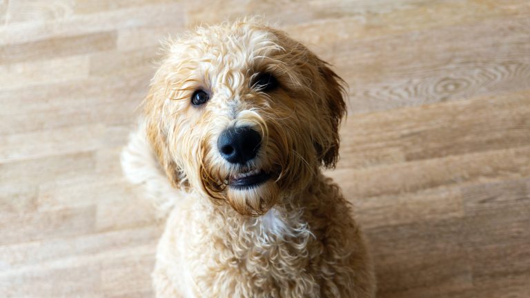 Labradoodle Breed Guide - Responsible Pet Breeders Australia