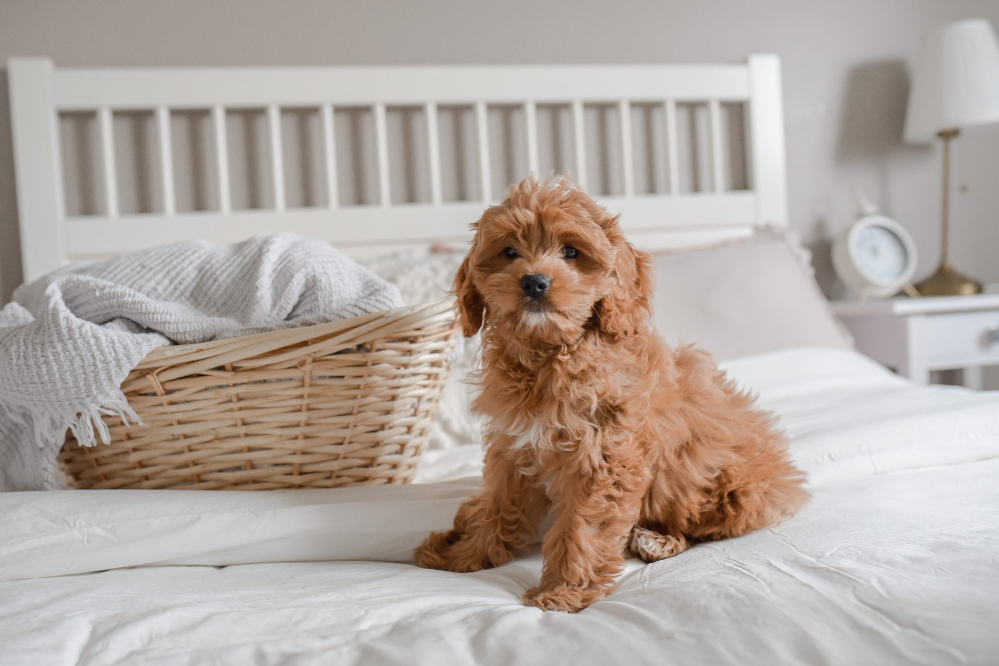 Spoodle Breed Guide - All About Spoodle Temperament, Colours, and How ...