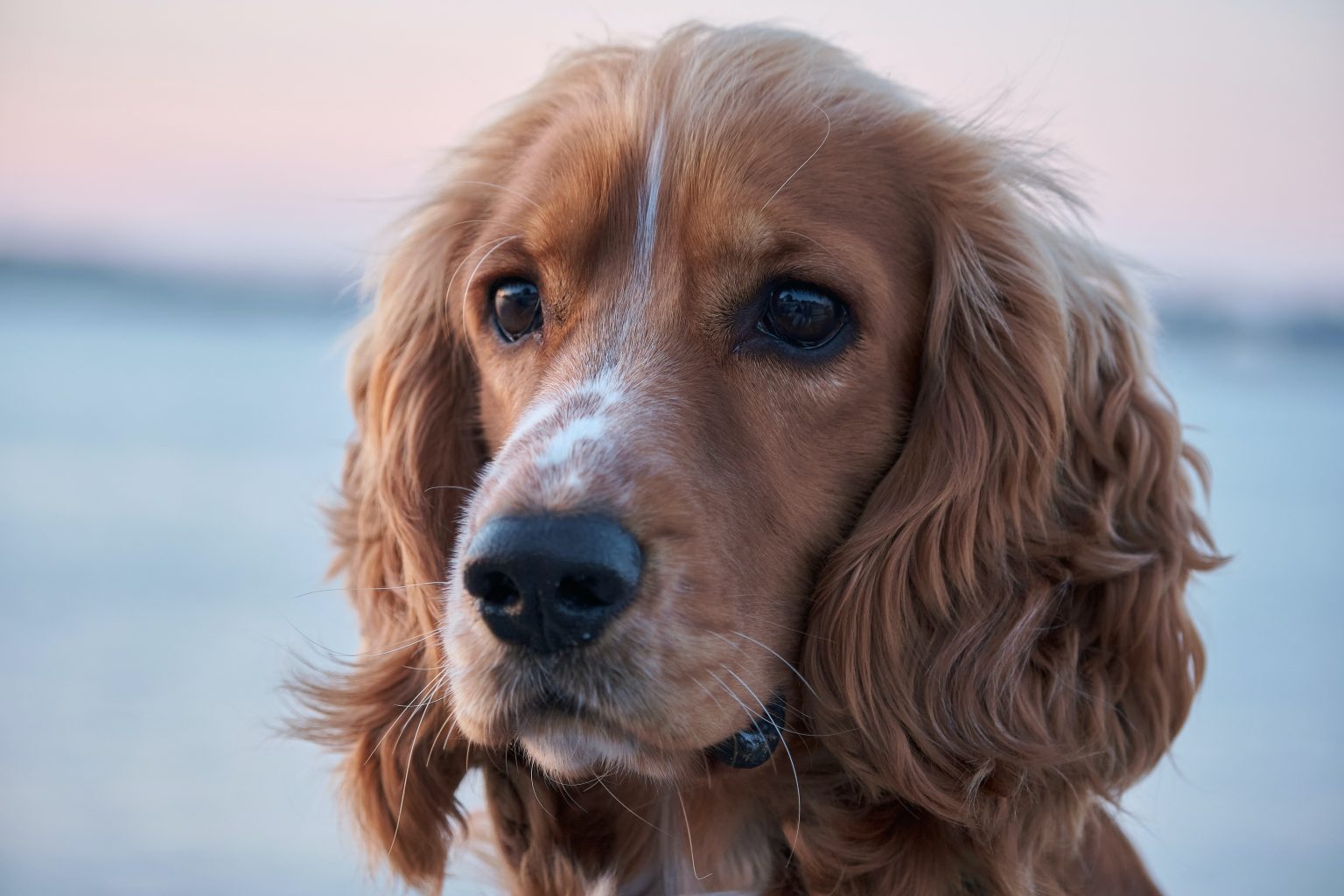 Cocker Spaniel Breed Guide - All About Cocker Spaniel Temperament, History, and How to Choose a ...