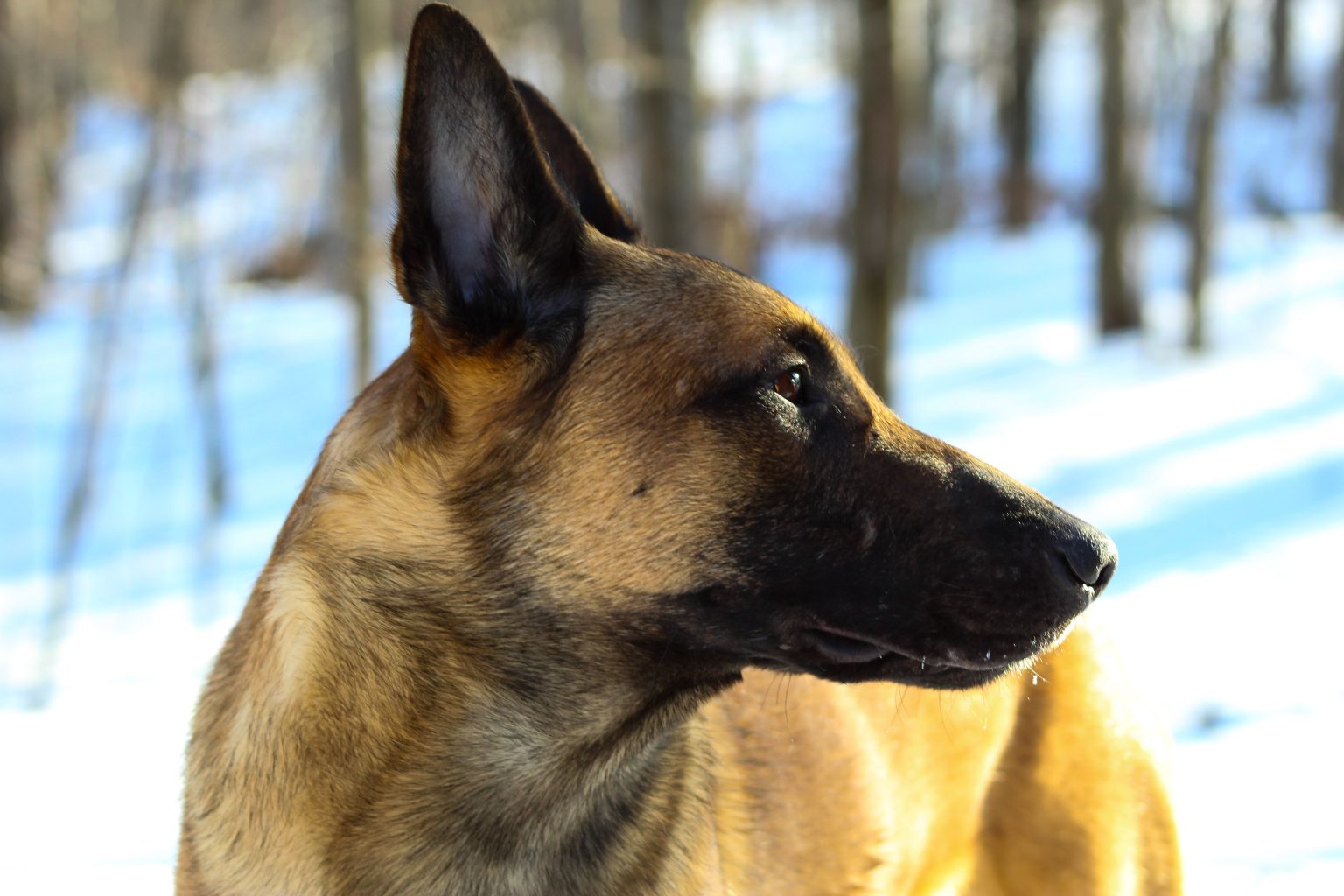 Belgian Malinois Breed Guide - Responsible Pet Breeders Australia