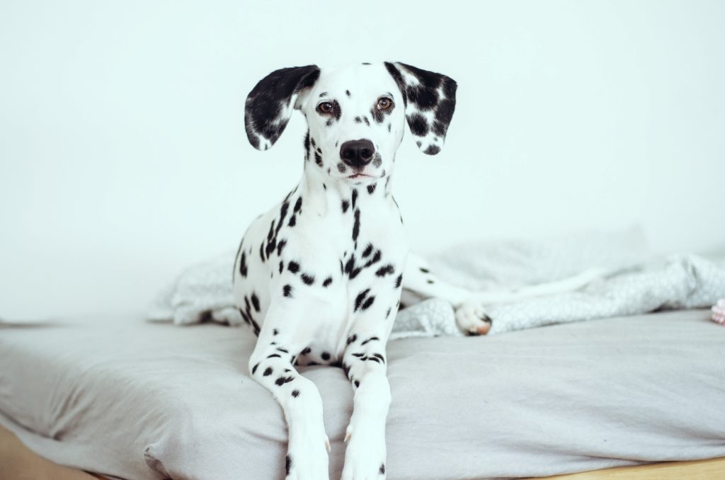 Dalmatian Breed Guide - Responsible Pet Breeders Australia