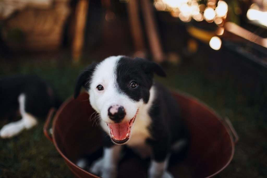 Border Collie Breeders - Responsible Pet Breeders