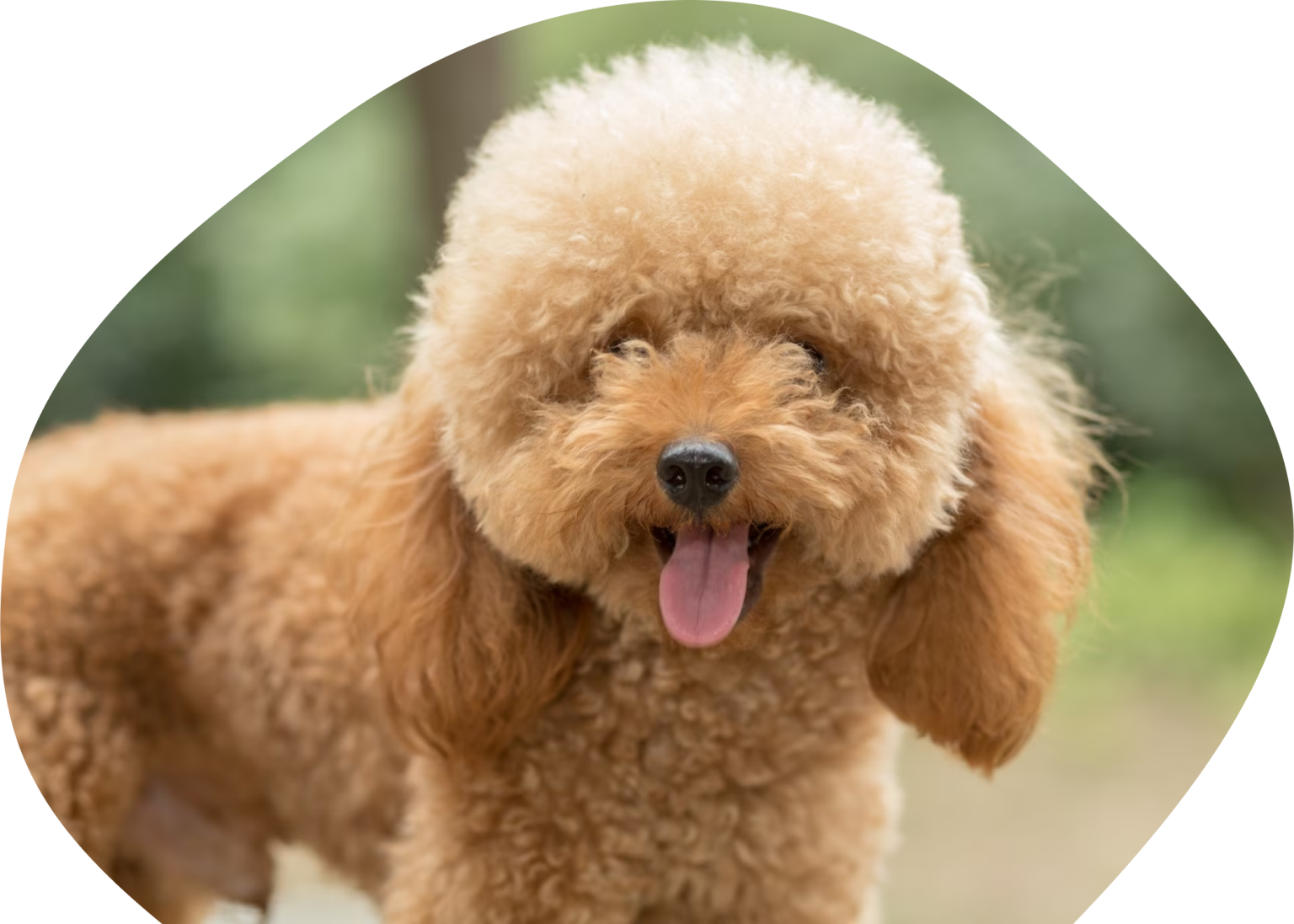 Belgian Malinois Stud Breeders - Responsible Pet Breeders