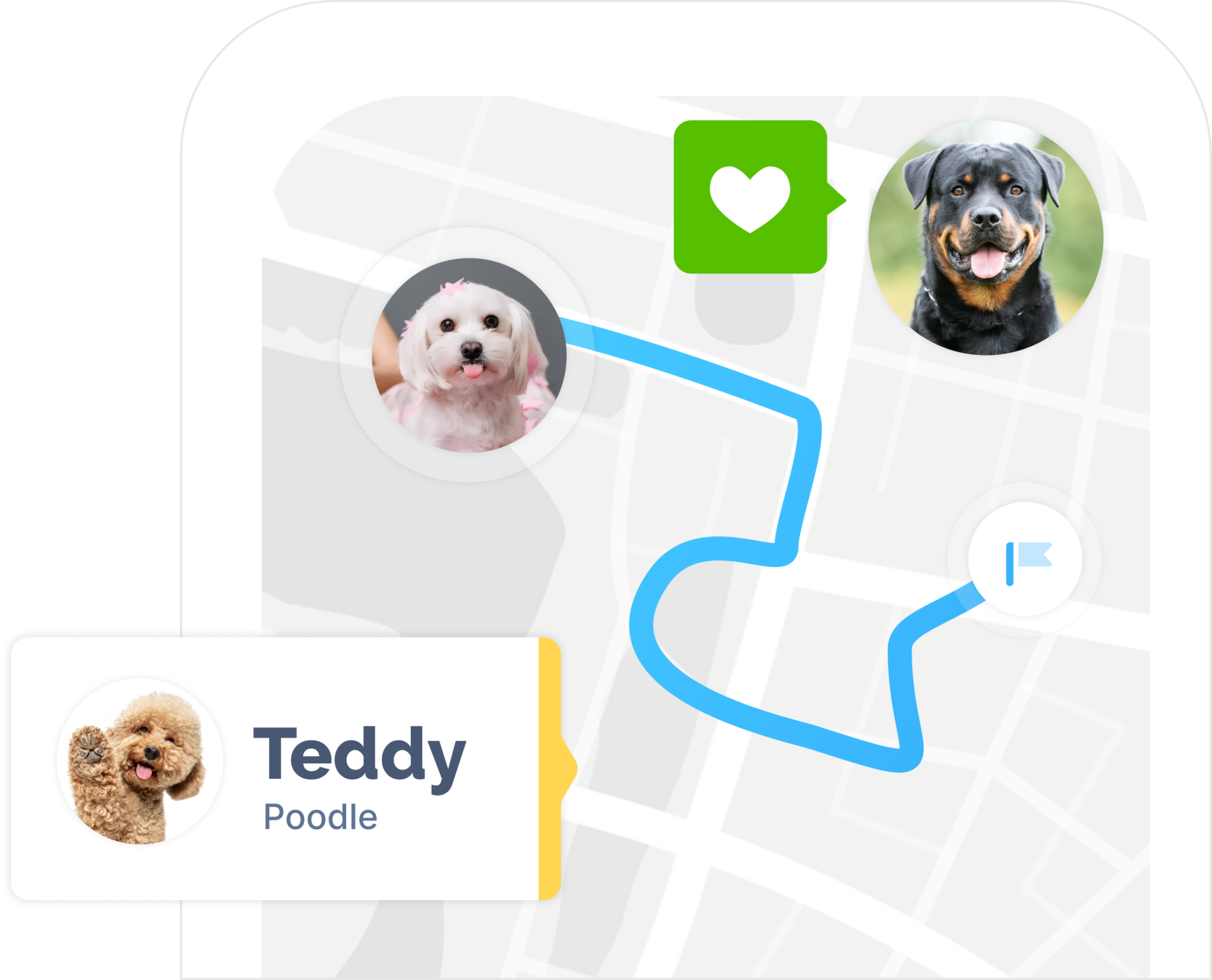 Spoodle Stud Breeders - Responsible Pet Breeders