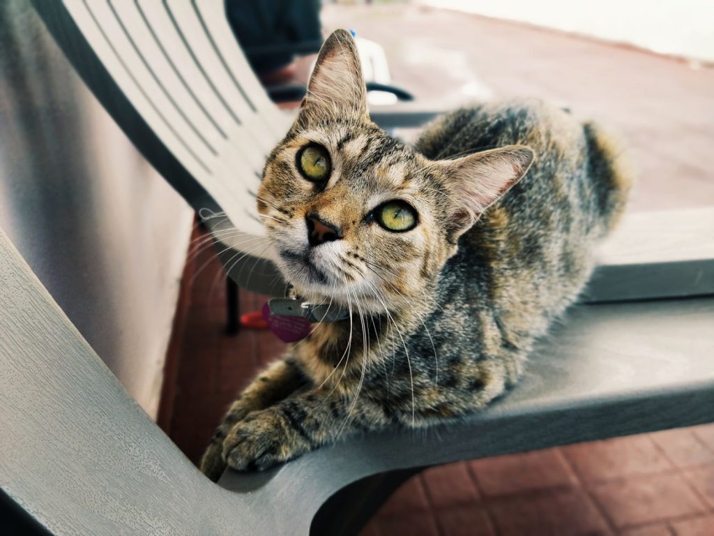 Most Common Cats - Responsible Pet Breeders