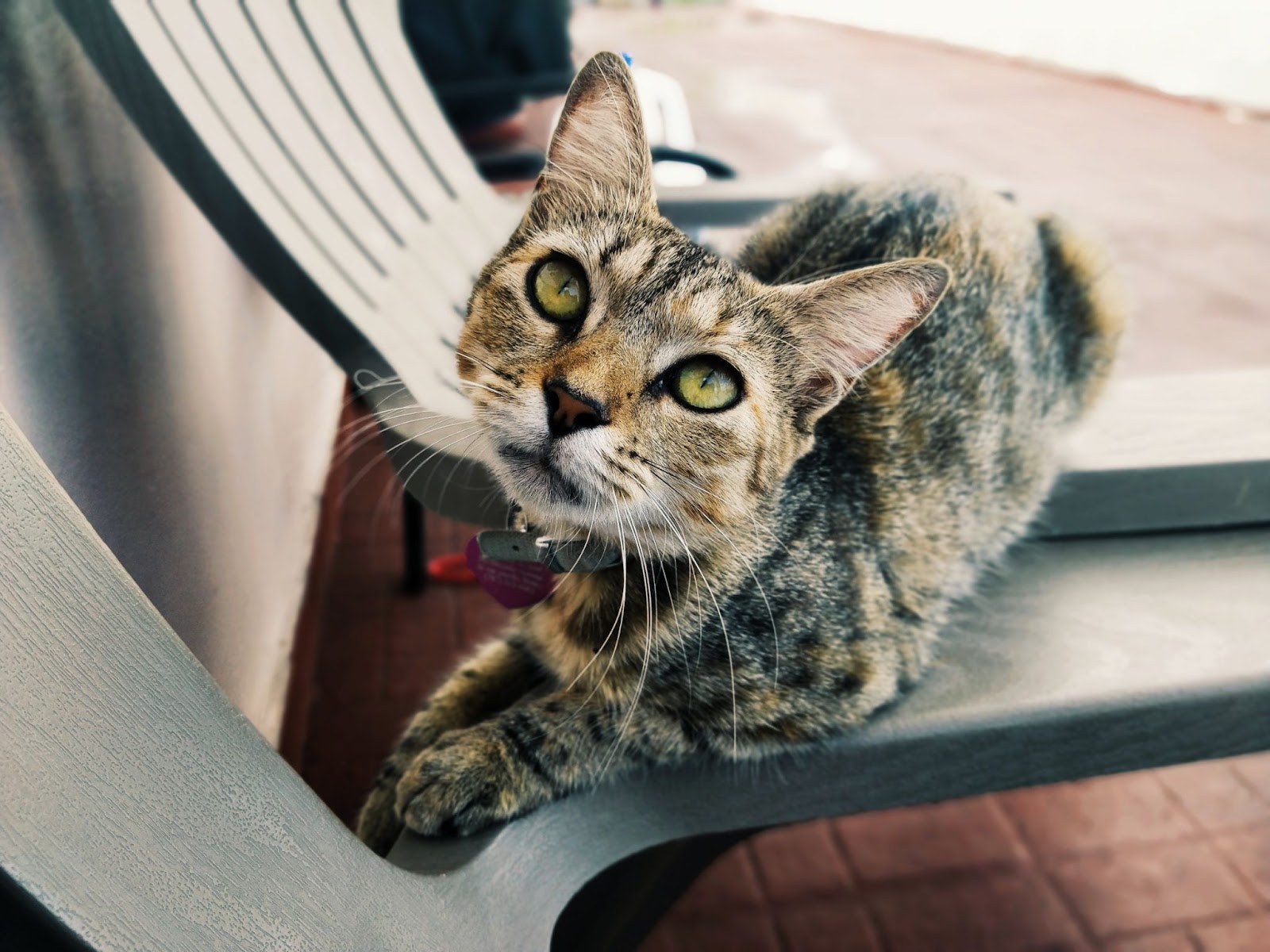 Most Common Cats - Responsible Pet Breeders