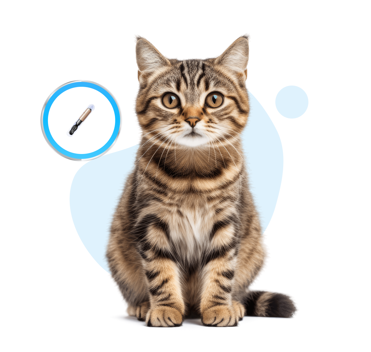 Cat Microchipping - Responsible Pet Breeders Australia