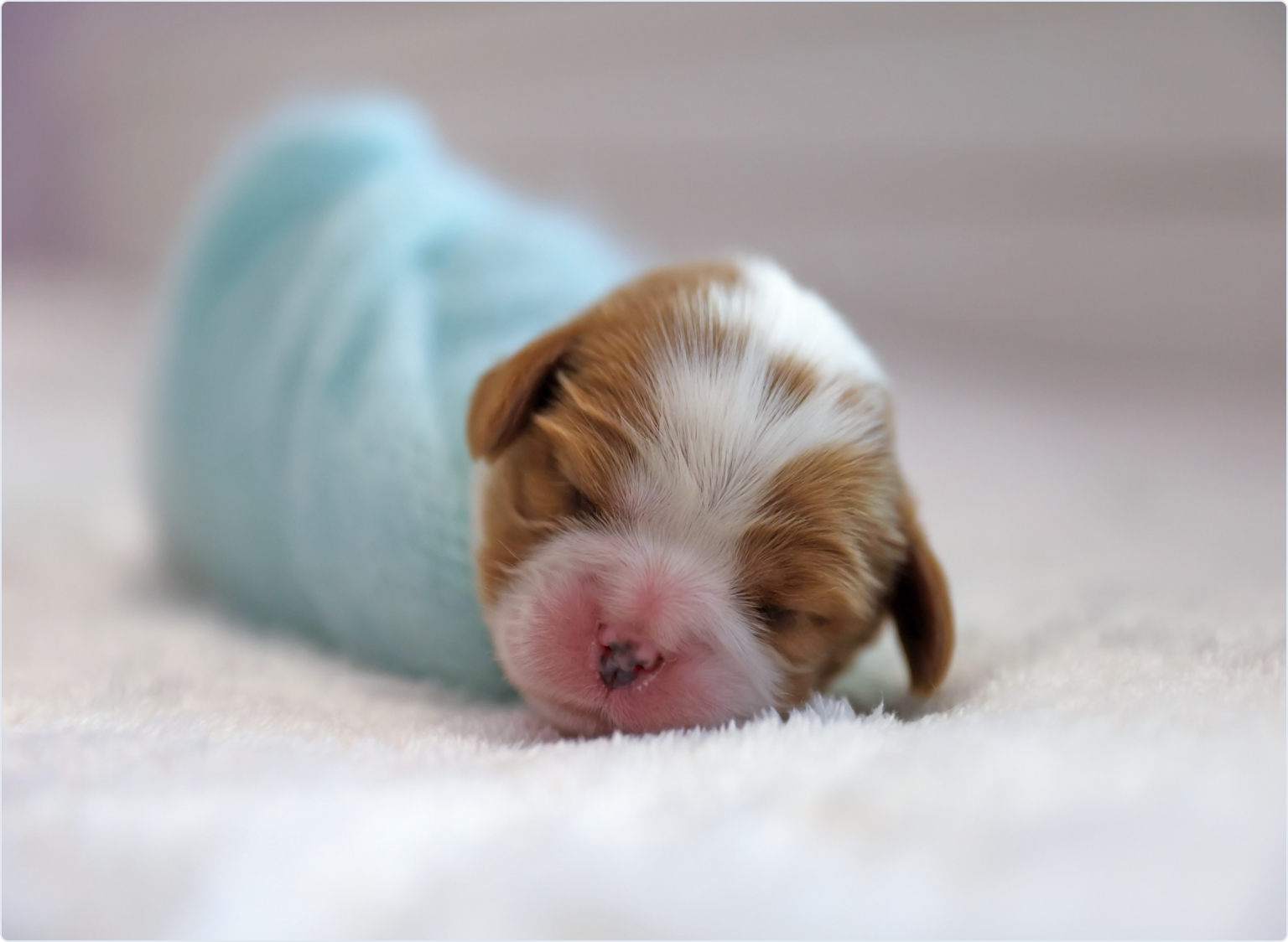 Dog Pregnancy Week by Week - Responsible Pet Breeders Australia