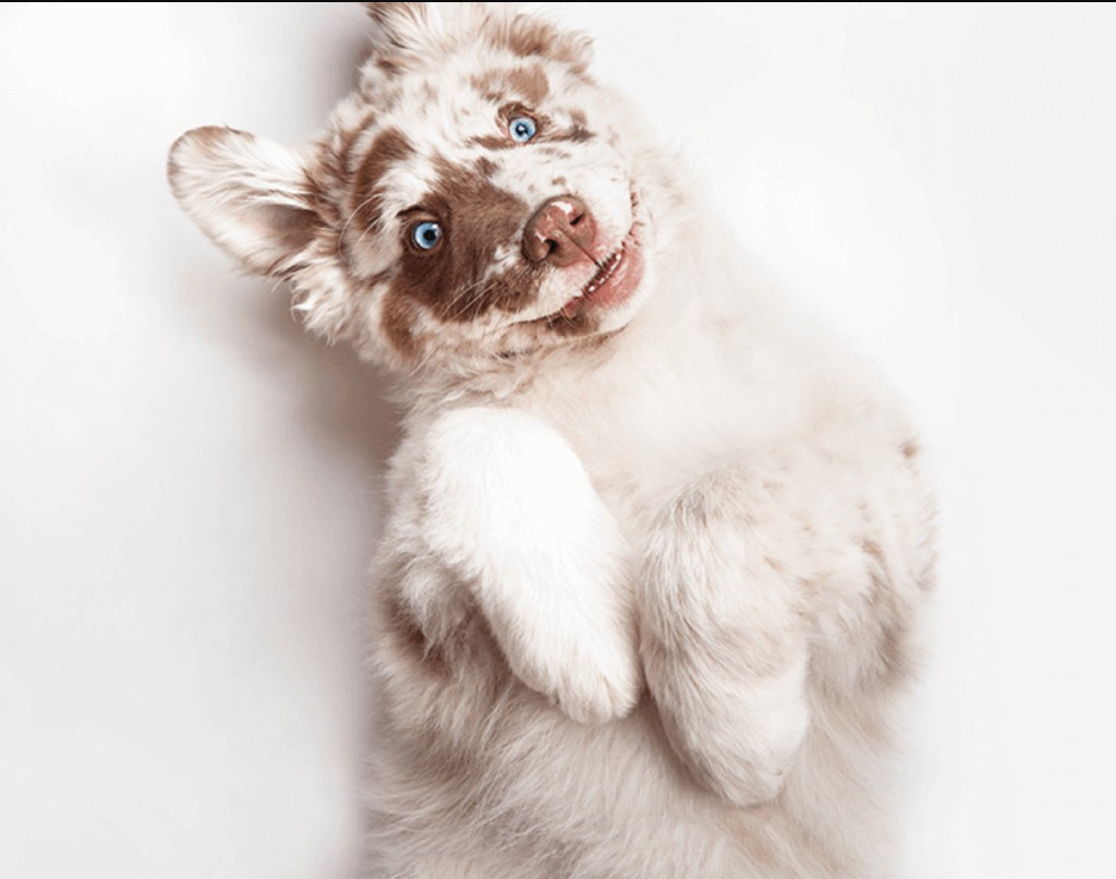 Responsible Pet Breeders Australia (RPBA)