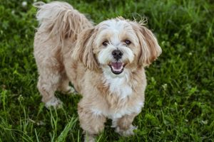 Lhasa Apso Breed Guide - Responsible Pet Breeders Australia
