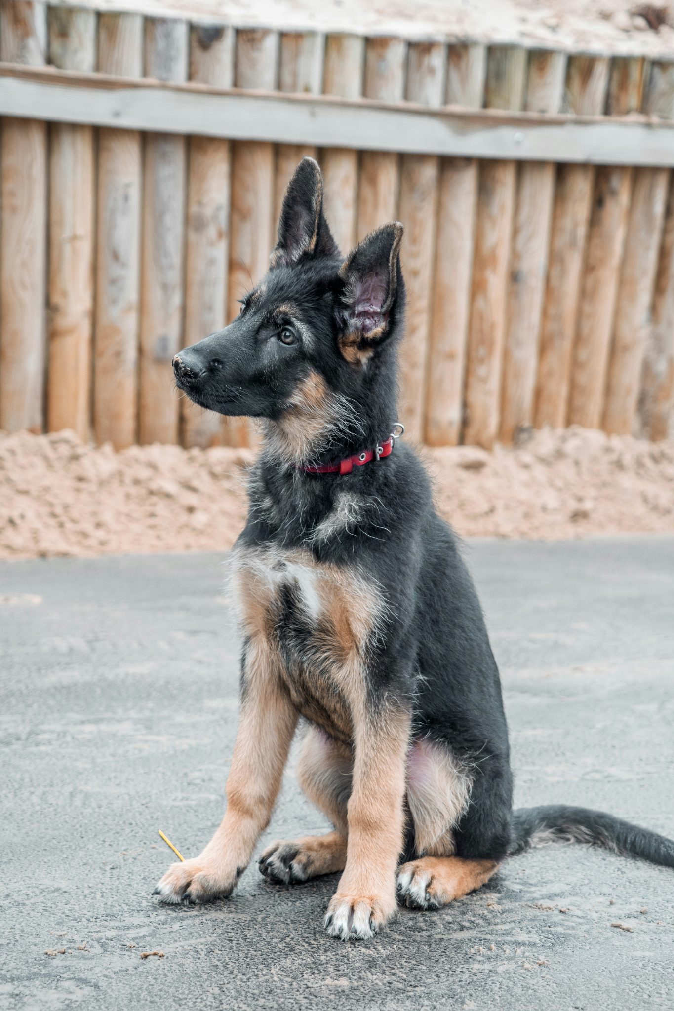 8 Top Guard Dog Breeds – Best Guard Dogs for Families – What Are the ...