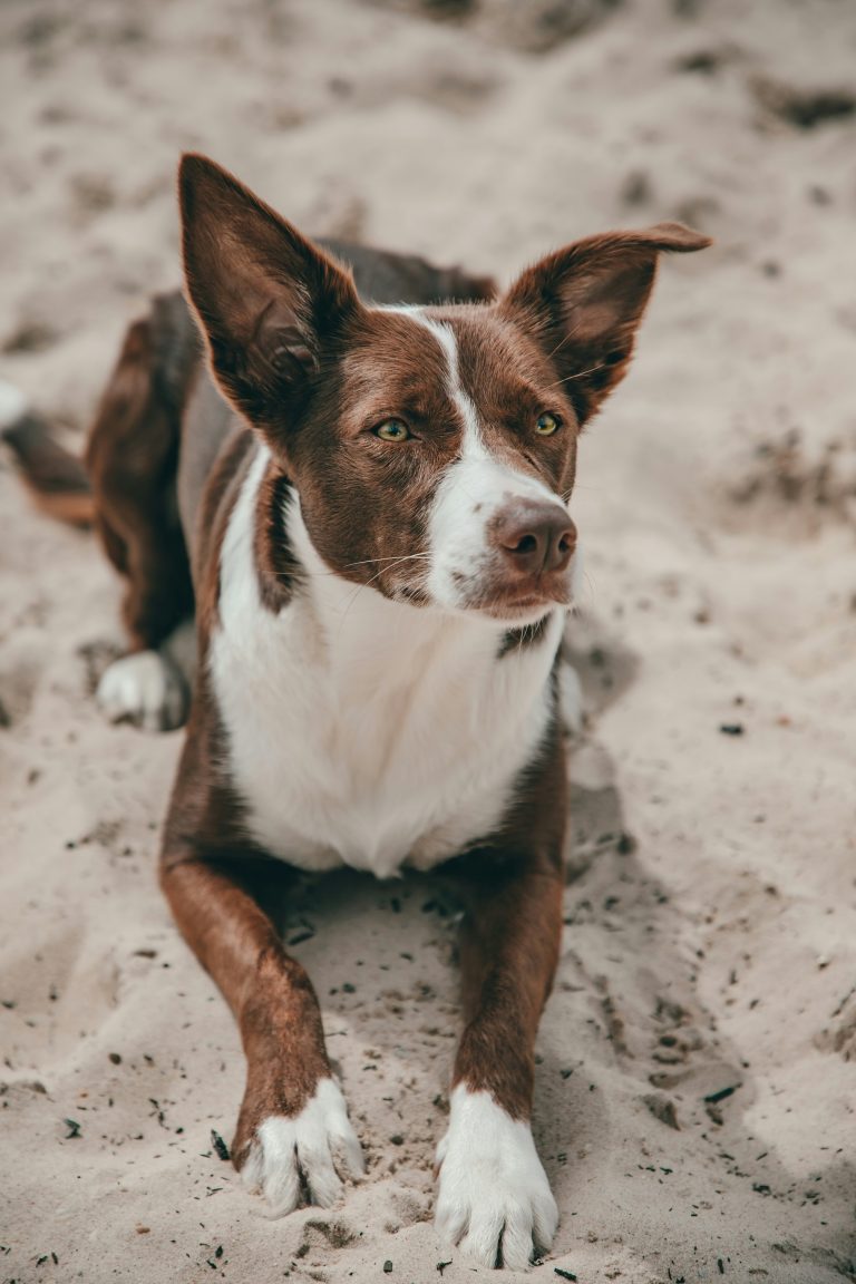 Kelpie Breed Guide - Responsible Pet Breeders Australia