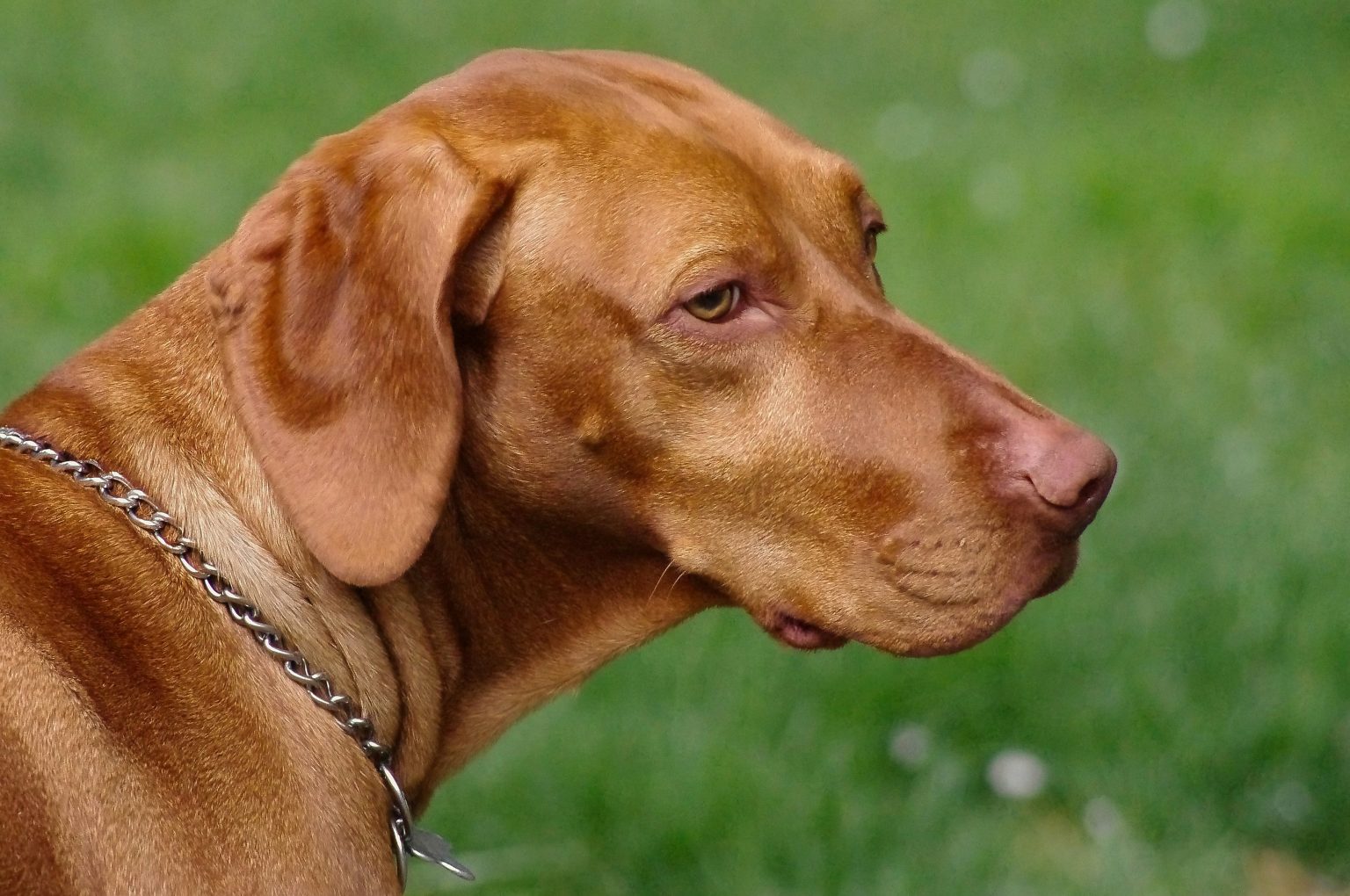 Vizsla Breed Guide - Responsible Pet Breeders Australia