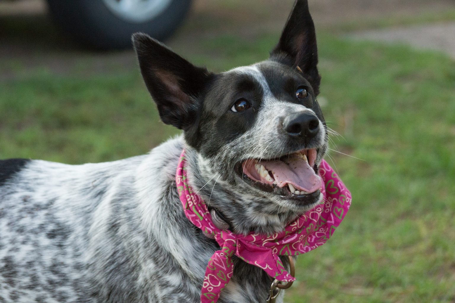 Australian Stumpy Tail Cattle Dog Breed Guide - Responsible Pet ...