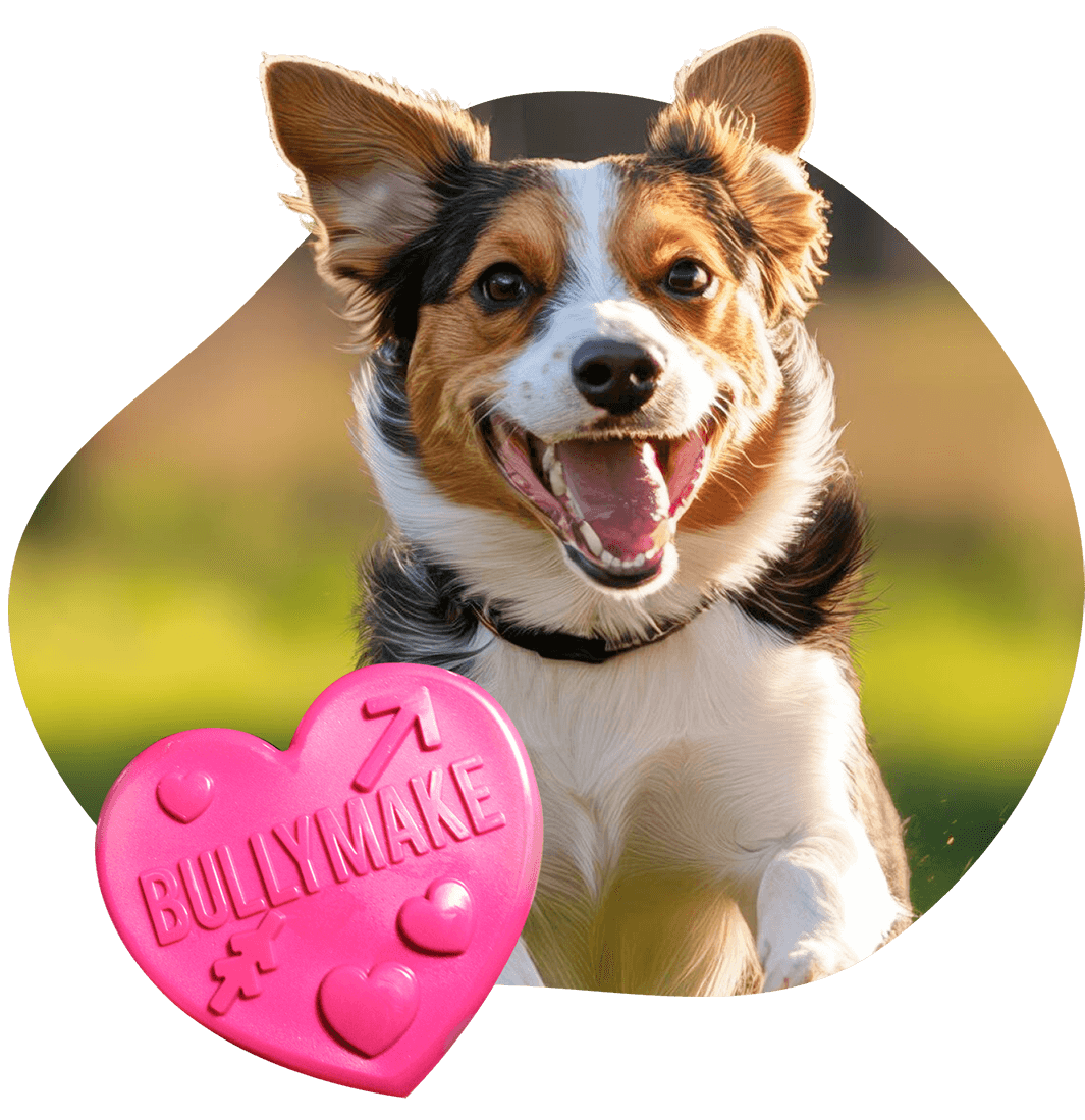 Bullymake Discount - Responsible Pet Breeders
