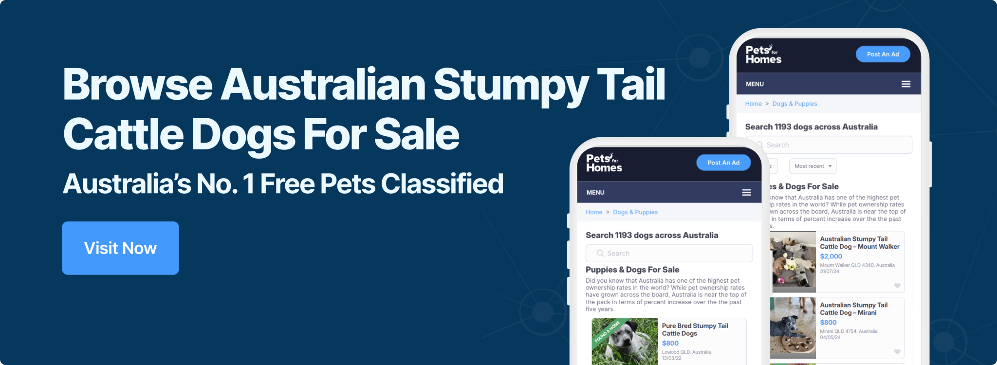 Australian Stumpy Tail Cattle Dog Breed Guide - Responsible Pet Breeders Australia