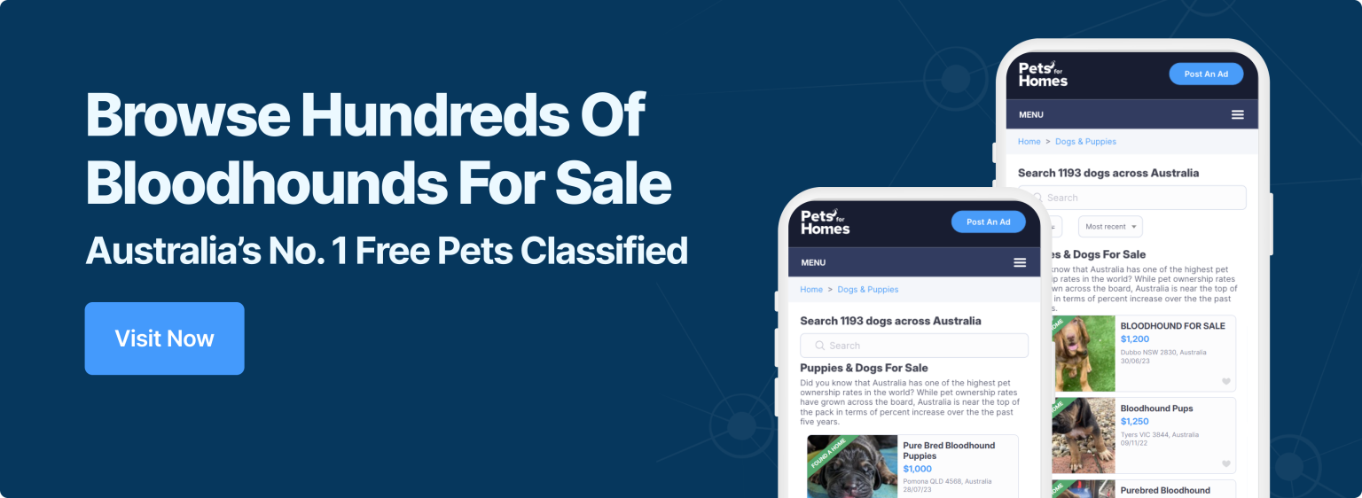 Bloodhound Breed Guide - Responsible Pet Breeders Australia