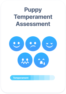 How To Become A Registered Dog Breeder - Responsible Pet Breeders Australia