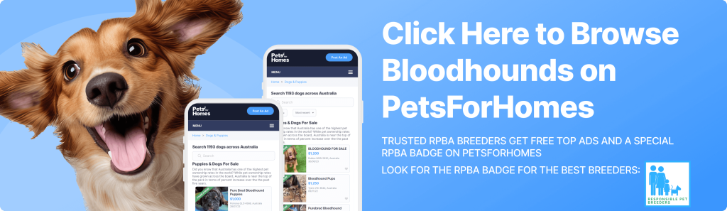 Bloodhound Breed Guide - Responsible Pet Breeders Australia