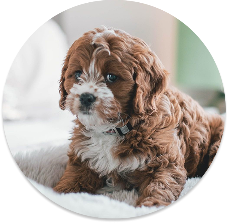 Cavoodle Breed Guide - All About Cavoodle Temperament, History, and How ...