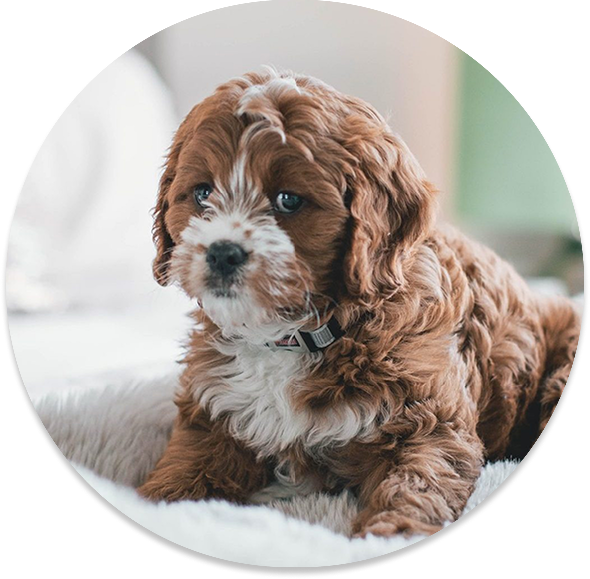 Cavoodle Breed Guide - All About Cavoodle Temperament, History, and How ...
