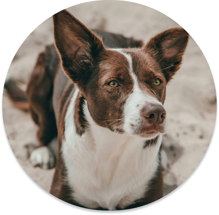 Kelpie Breed Guide - Responsible Pet Breeders Australia