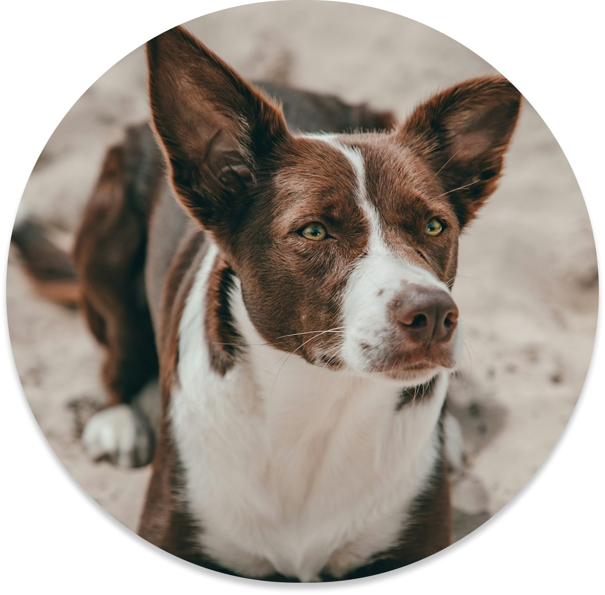 Kelpie Breed Guide - Responsible Pet Breeders Australia