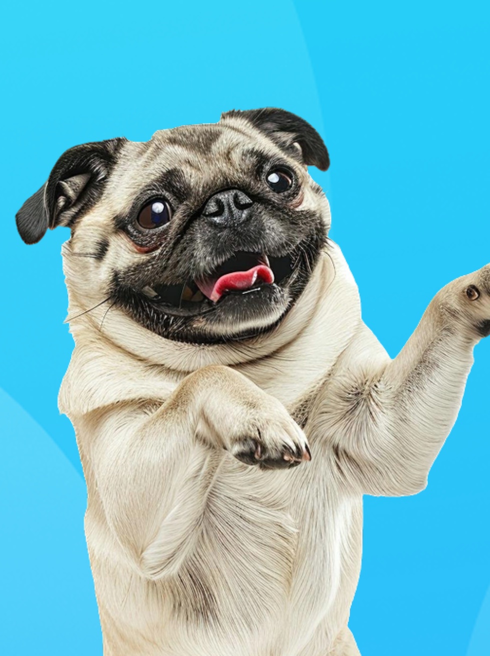 Dog Progesterone Levels - Learn What Progesterone Is and How It Affects ...