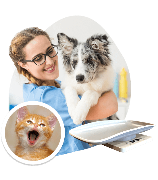 Login - Responsible Pet Breeders