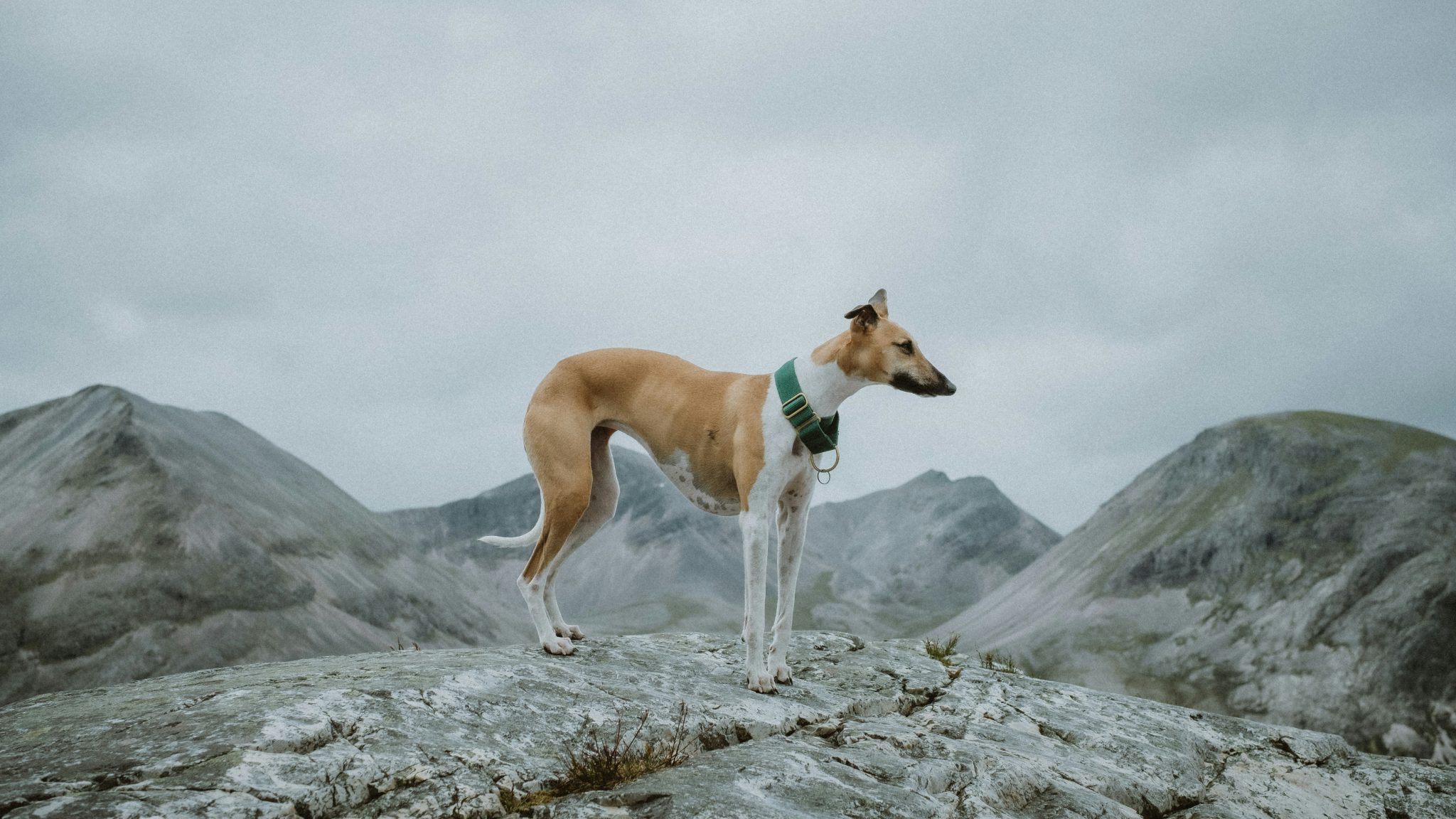 Whippet Breed Guide - All About Whippet Temperament, History, and How ...